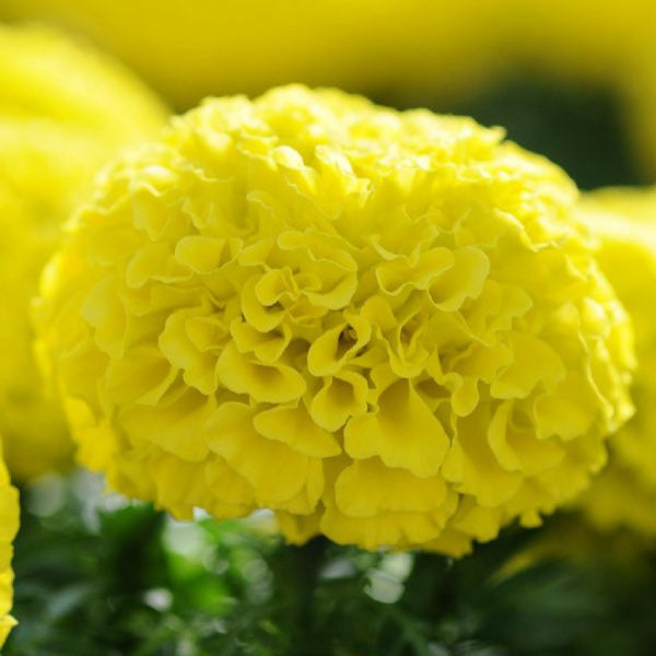 F2 African Marigold Lemon Yellow 20+ Seeds – Capital Seeds